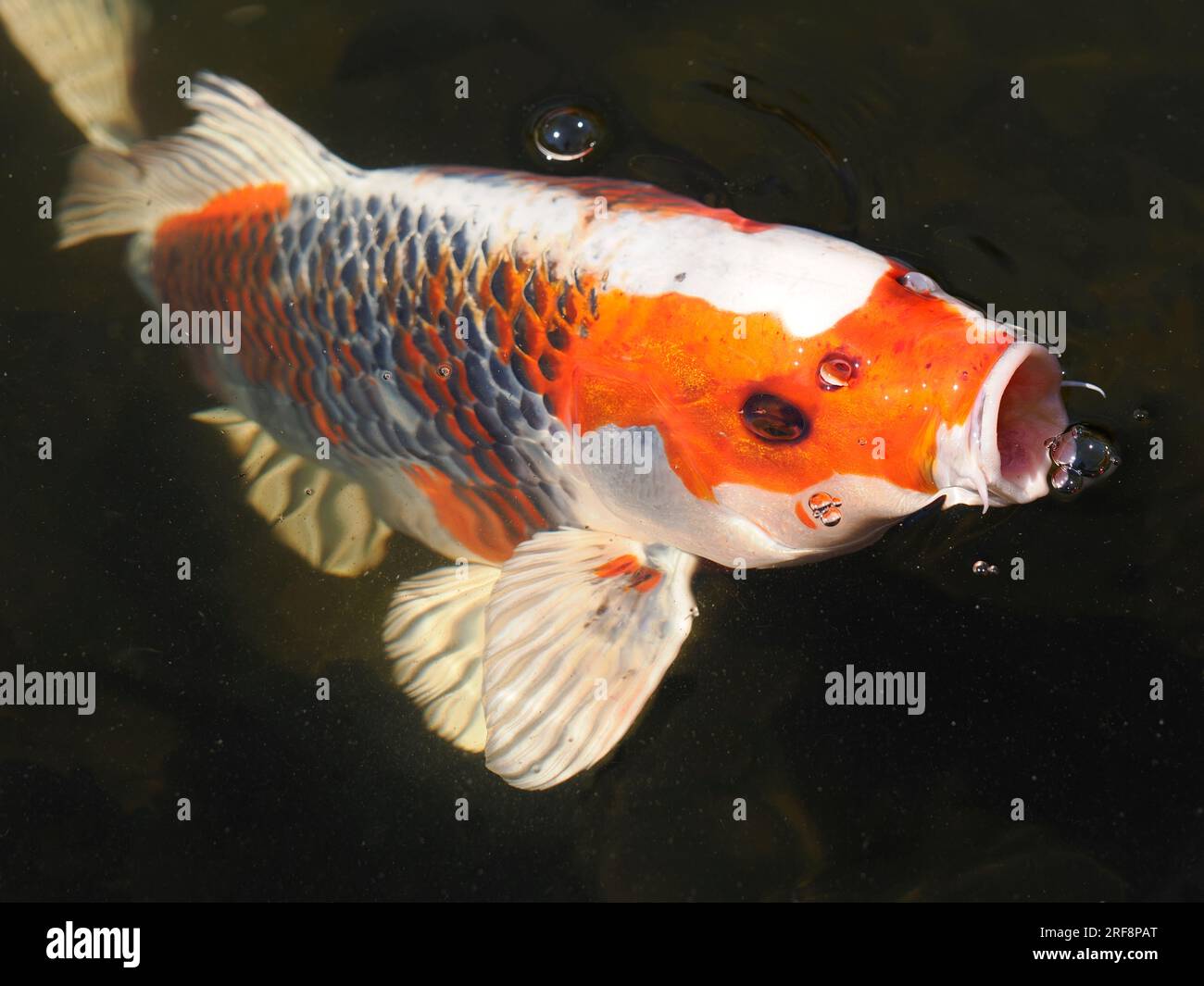 Bubble Koi Fish Choosing Fish For Your Garden Pond | Fish Life