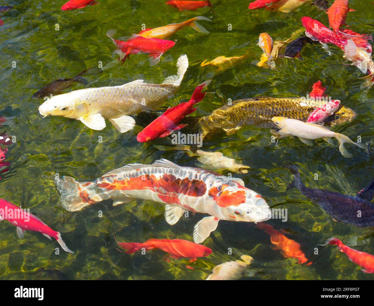 Koi tail hi-res stock photography and images - Alamy