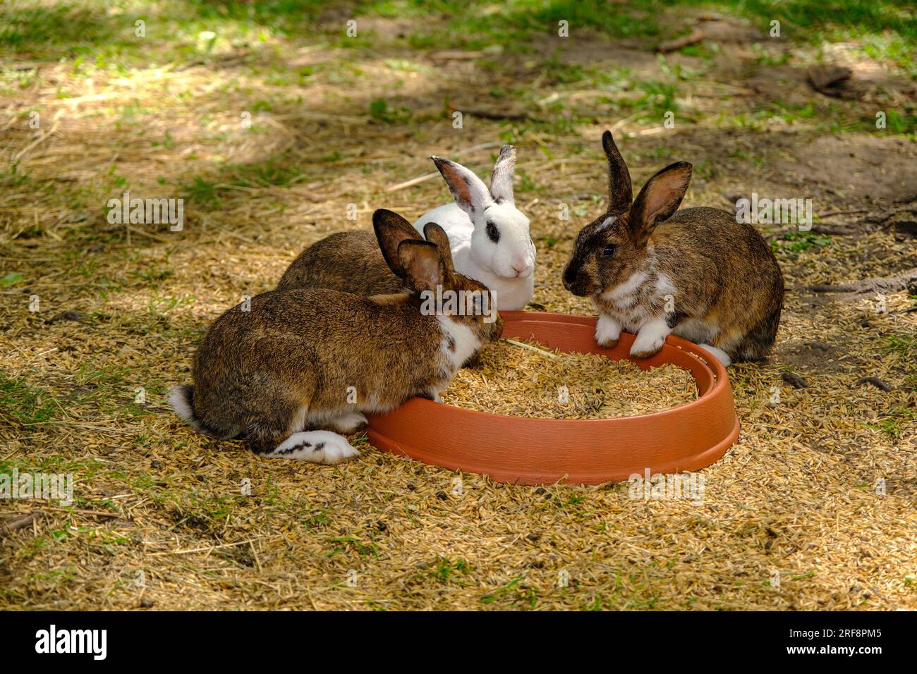 The rabbit family was feeding. Several rabbits gathered together to eat ...