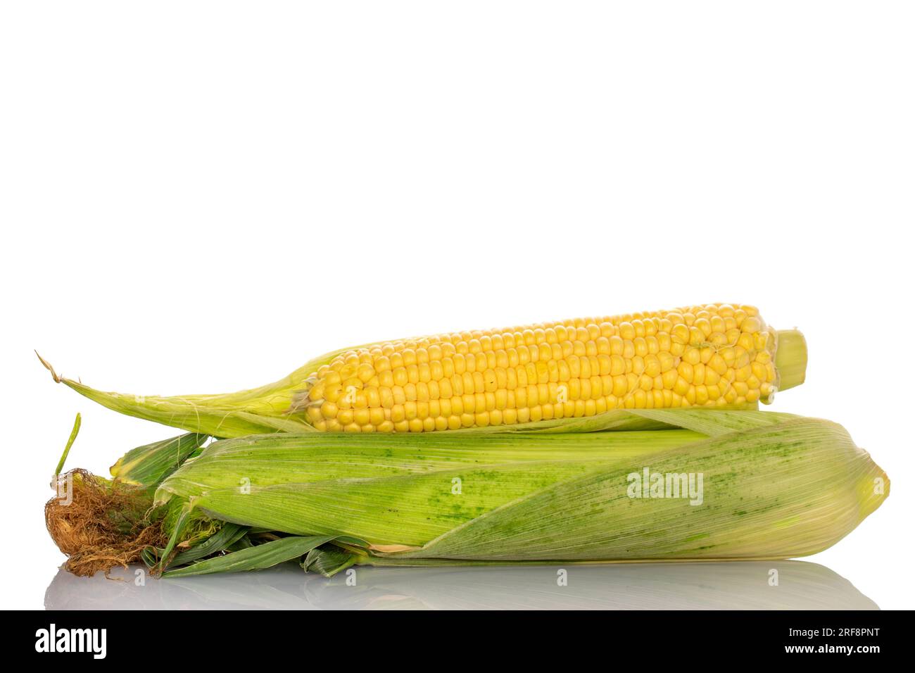 Three ears of sweet corn, close-up, on a white background Stock Photo ...