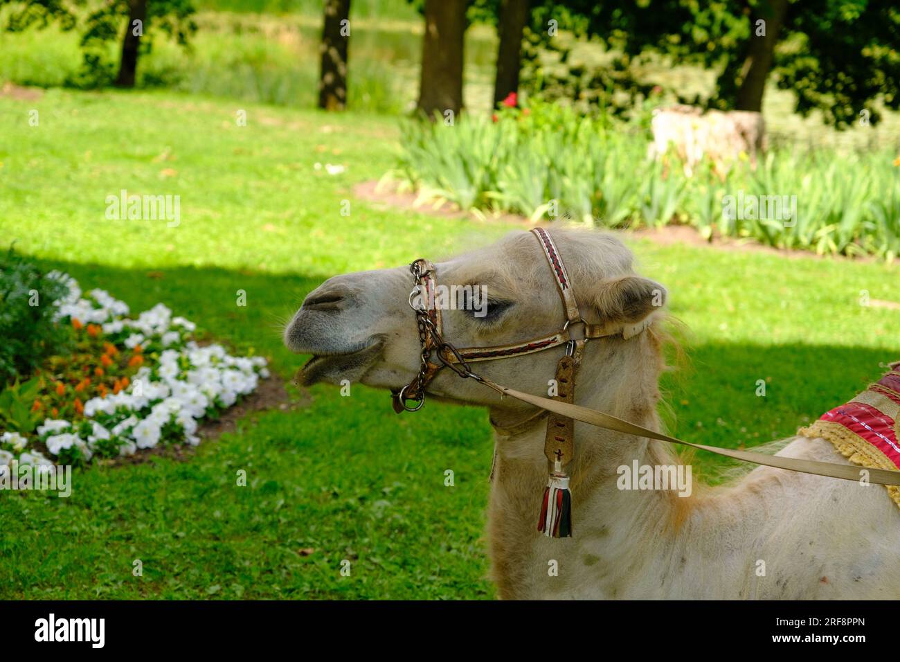 Camel sleeping hi-res stock photography and images - Alamy
