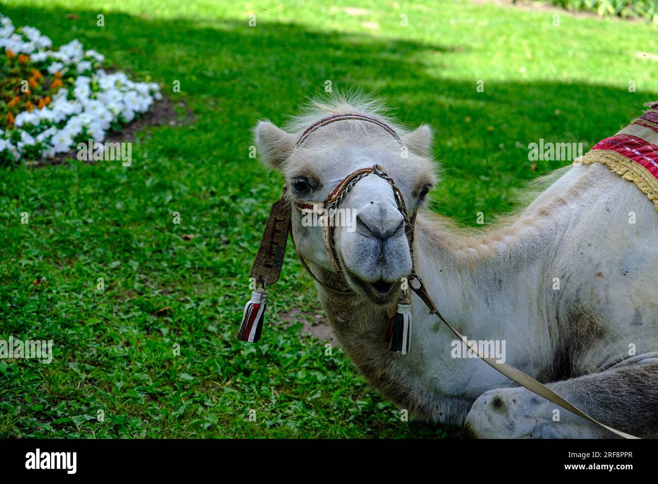 Camel sleeping hi-res stock photography and images - Alamy