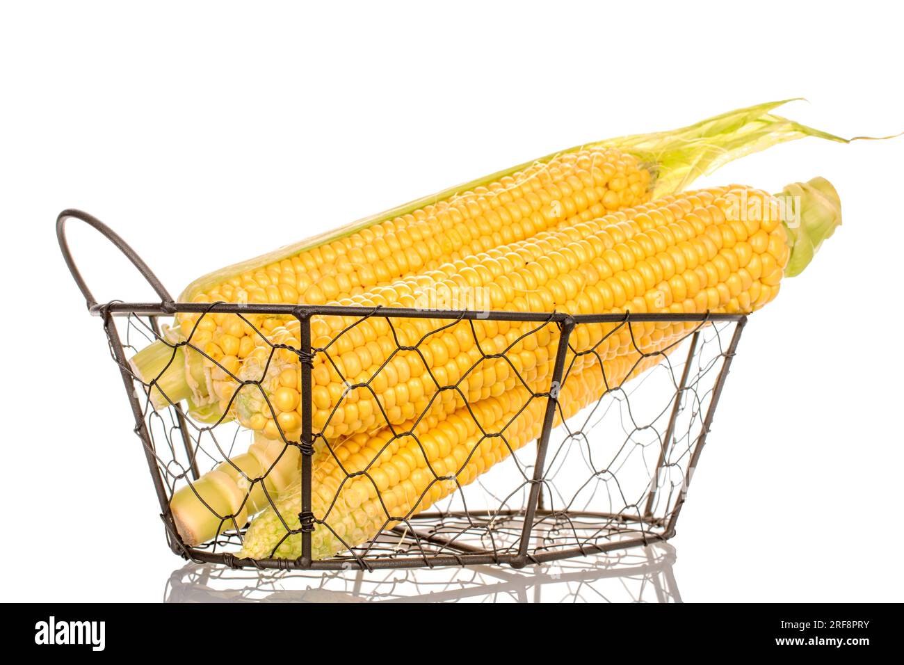 Four ears of sweet corn in a metal basket, close-up, on a white ...