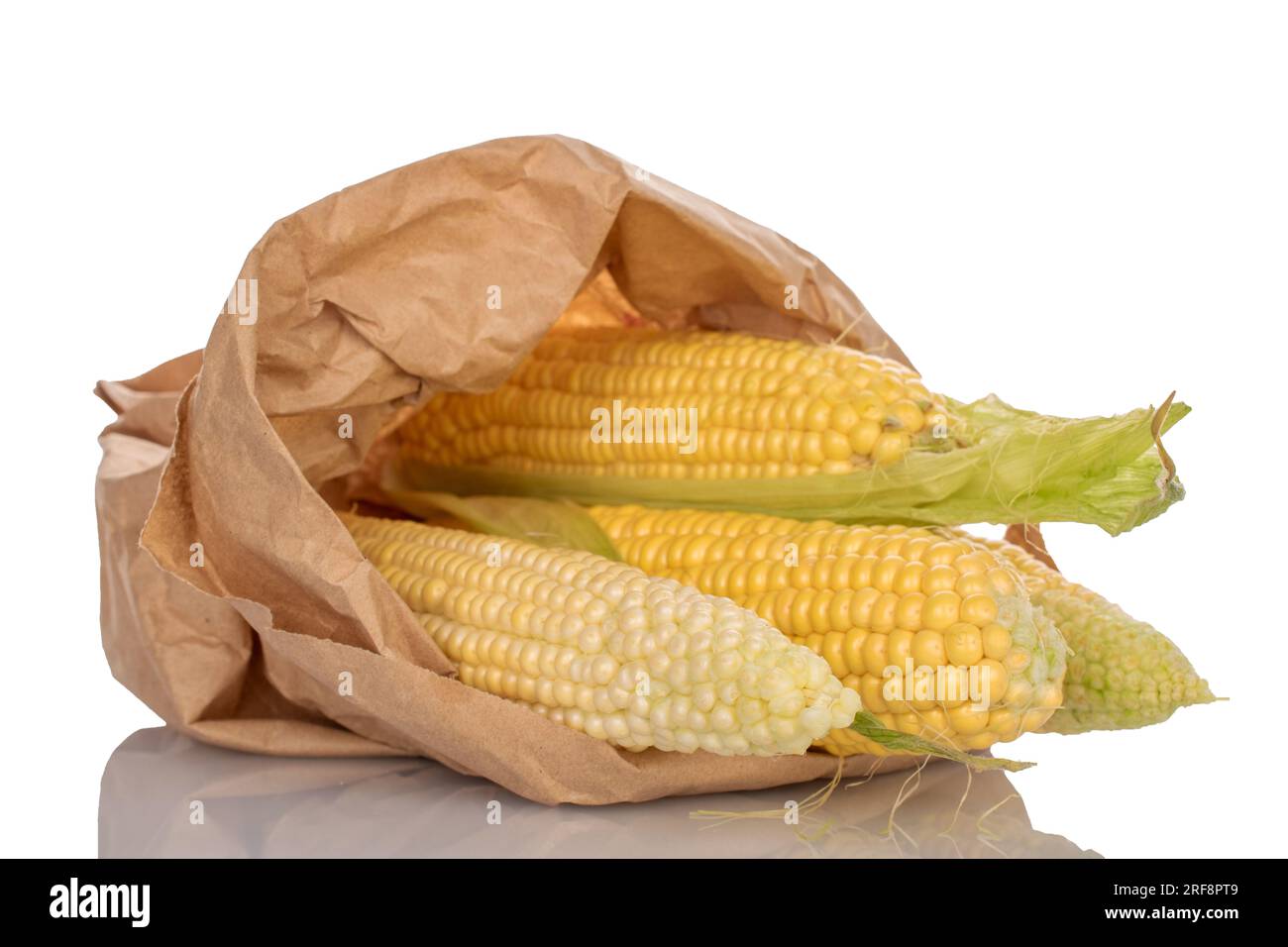 Four ears of sweet corn in a paper bag, close-up, on a white background ...