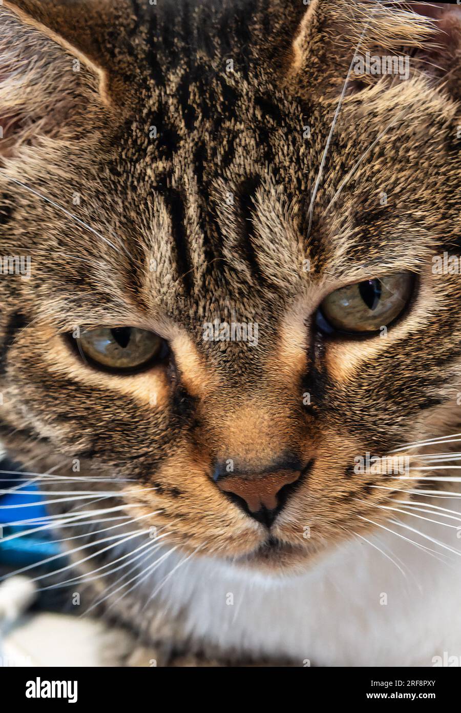A tabby cat poses for a portrait Stock Photo - Alamy