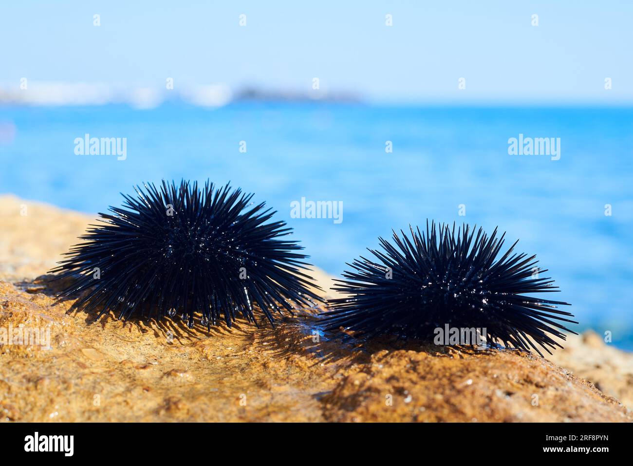 Black sea urchins sticking on hi-res stock photography and images - Alamy
