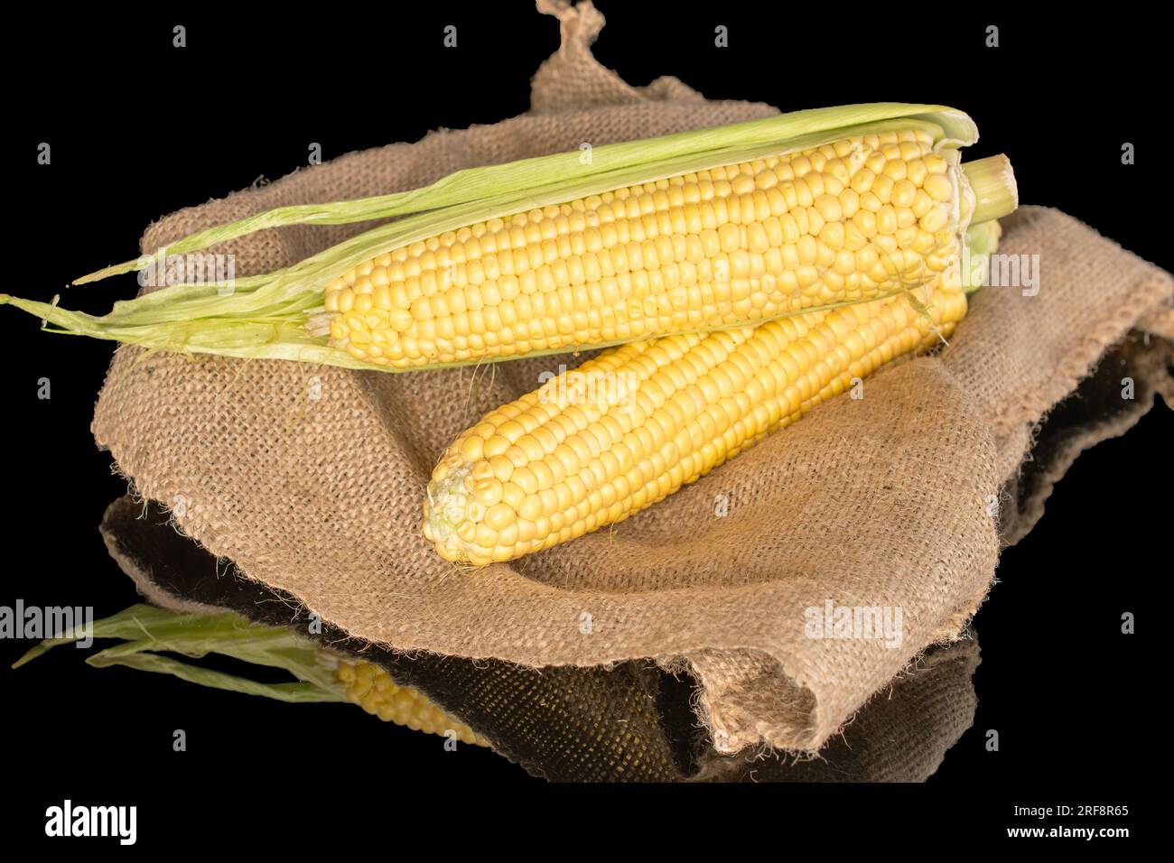 Two fresh sweet corn cobs on a sack of jute, close-up, on a black ...