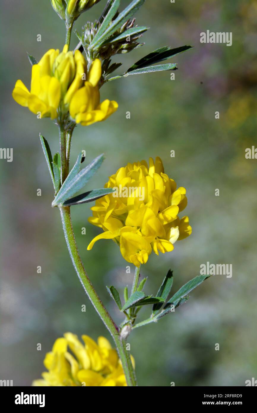 Alfalfa sickle (Medicago falcata) blooms in nature Stock Photo - Alamy