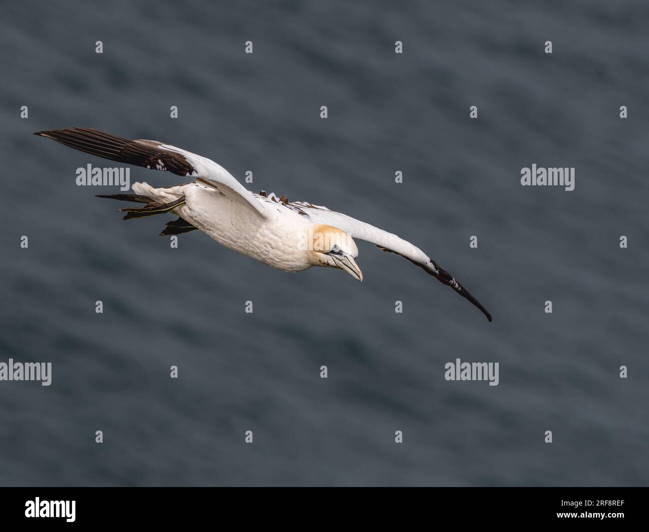 Gannet diving hi-res stock photography and images - Alamy