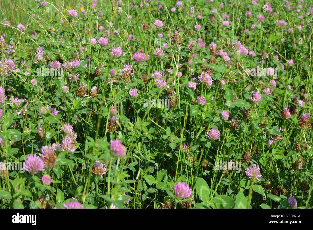 Clover (Trifolium pratense) grows in the meadow among wild grasses ...