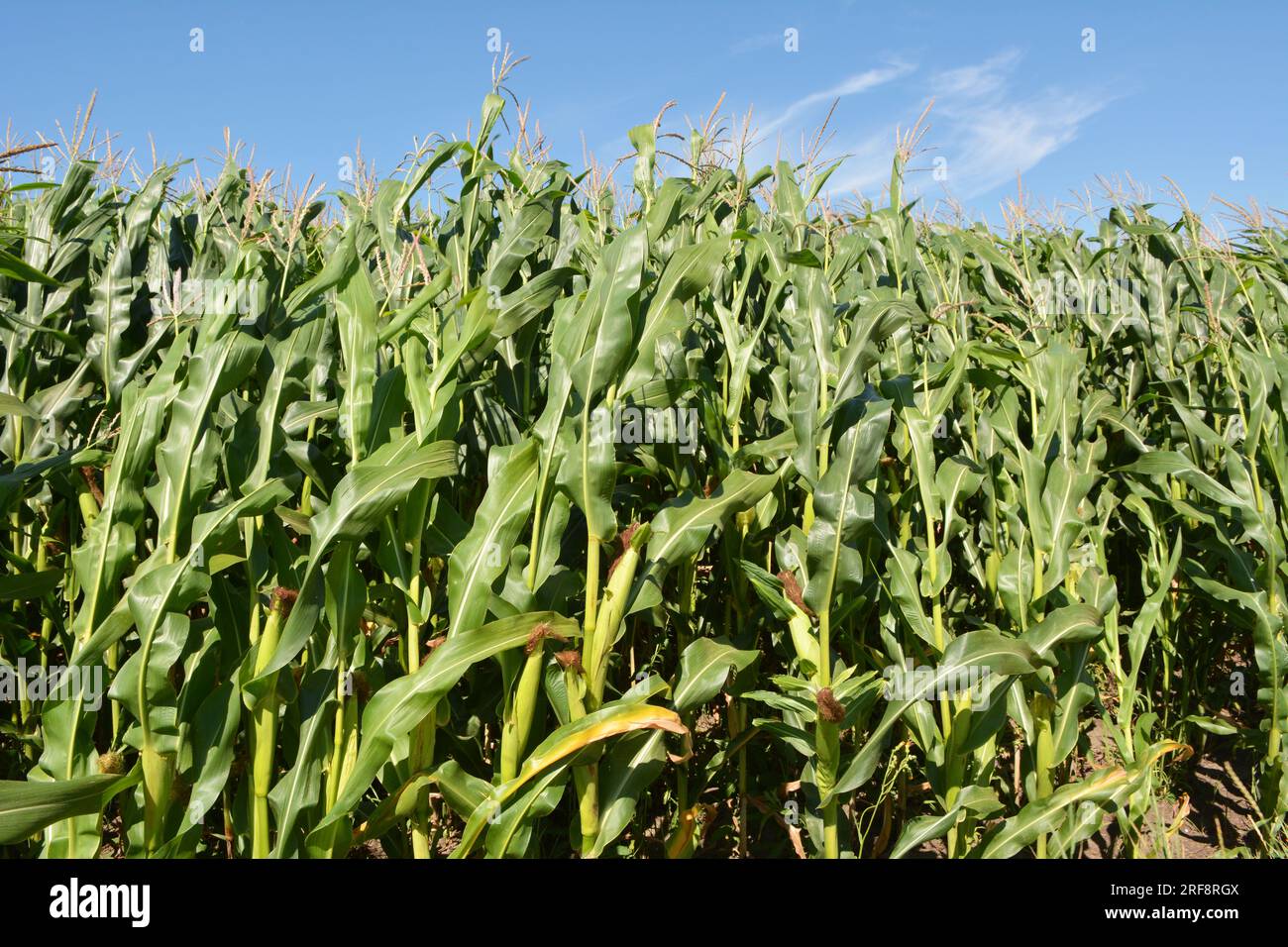 In the summer, corn ripens on the farm field Stock Photo - Alamy