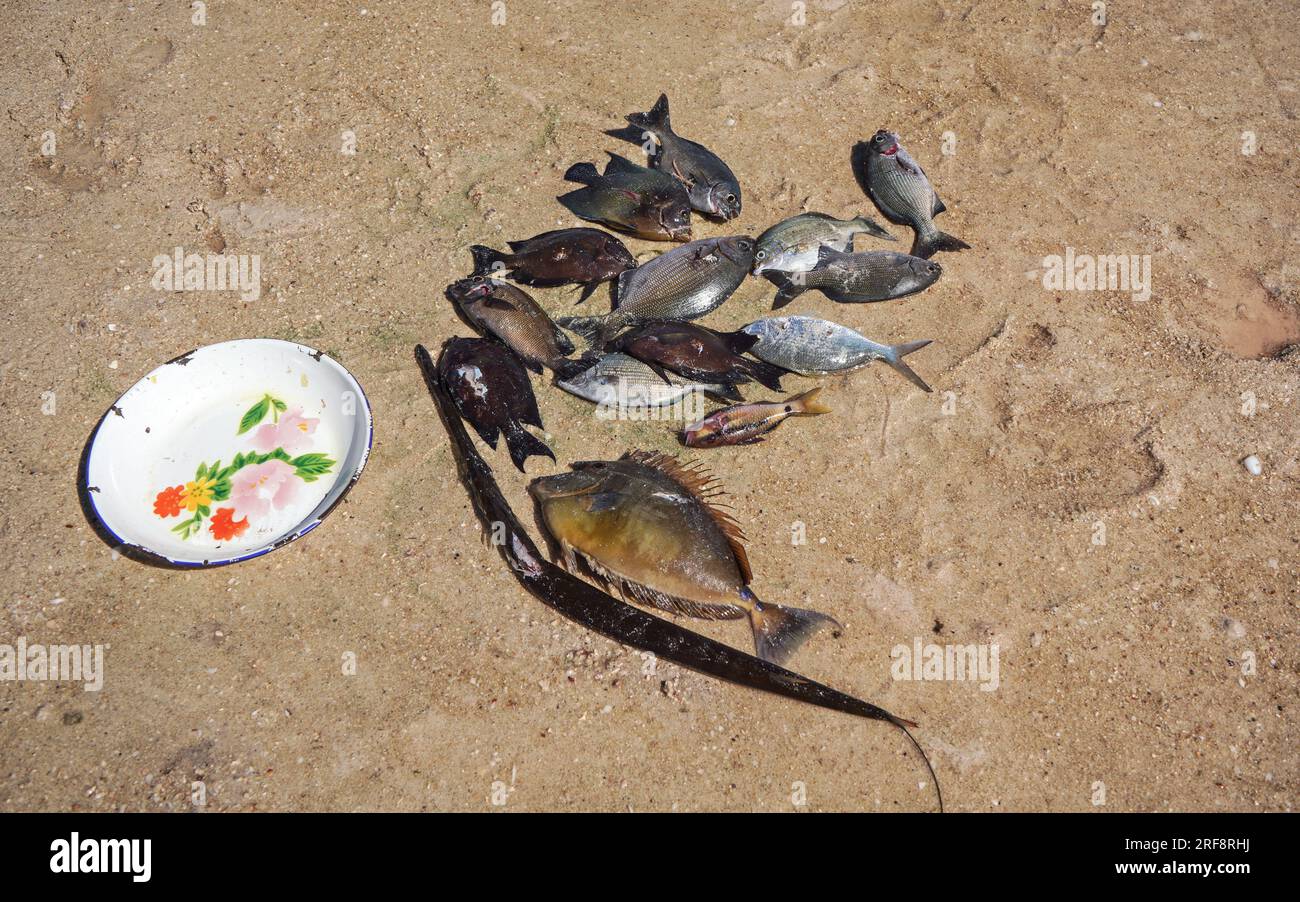 Sun shines to freshly caught sea fish on the beach - plate near Stock ...