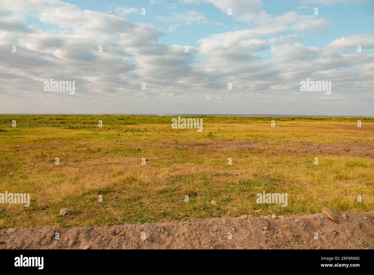 Feather reed grass growing in the wild at Enkongo Narok Swamp in ...