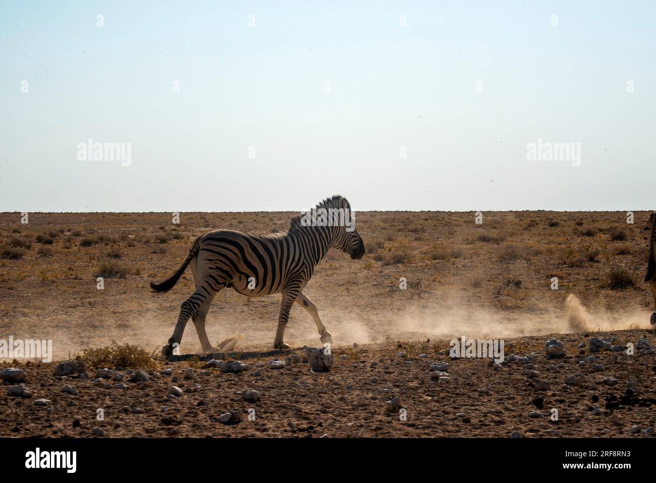 kicking dust, Etosha National Park, Namibia Stock Photo - Alamy