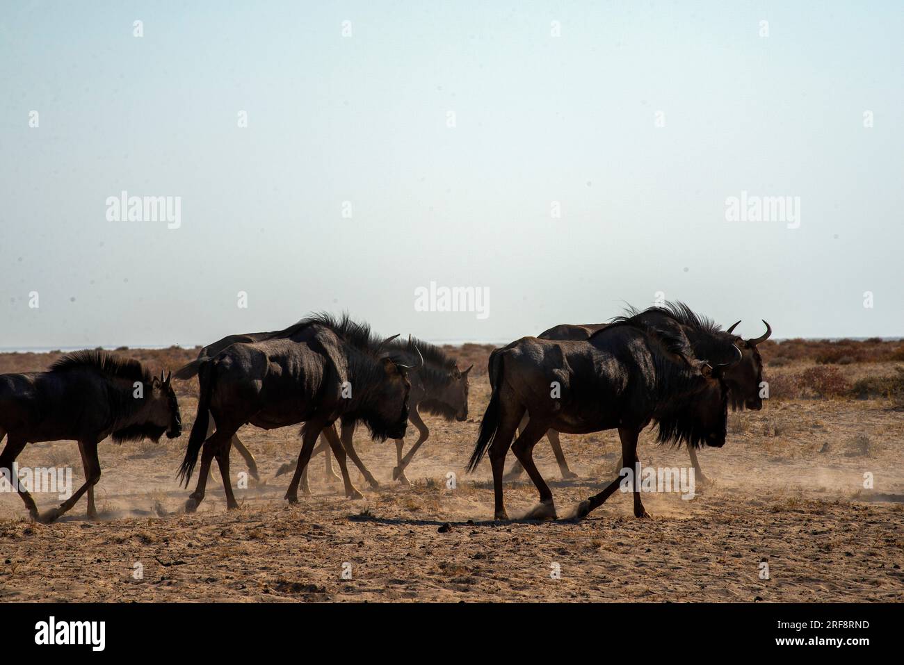 kicking dust, Etosha National Park, Namibia Stock Photo - Alamy