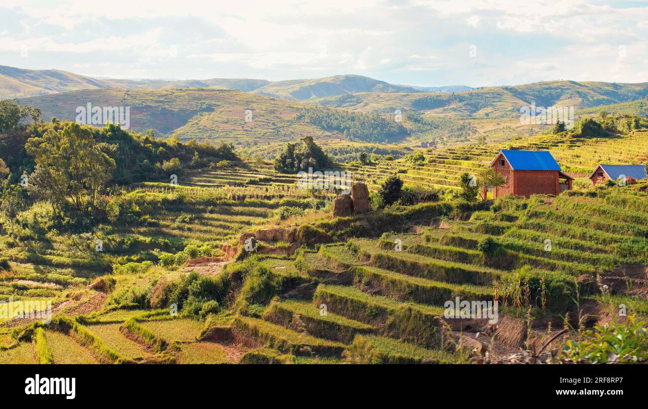 Typical Madagascar landscape - green and yellow rice terrace fields on ...