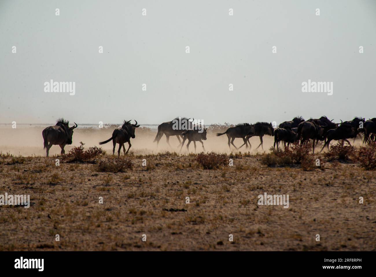 kicking dust, Etosha National Park, Namibia Stock Photo - Alamy