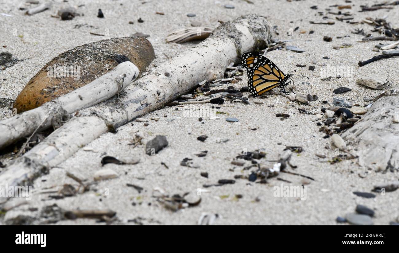 Monarch butterfly on the sand beach of Lake Erie Stock Photo - Alamy