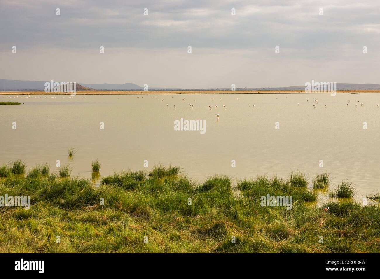 Feather reed grass growing in the wild at Enkongo Narok Swamp in ...