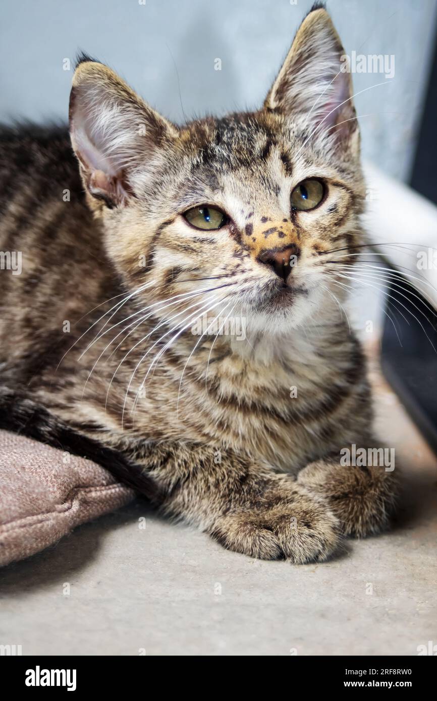 One small tabby gray kitten, close up portrait Stock Photo - Alamy