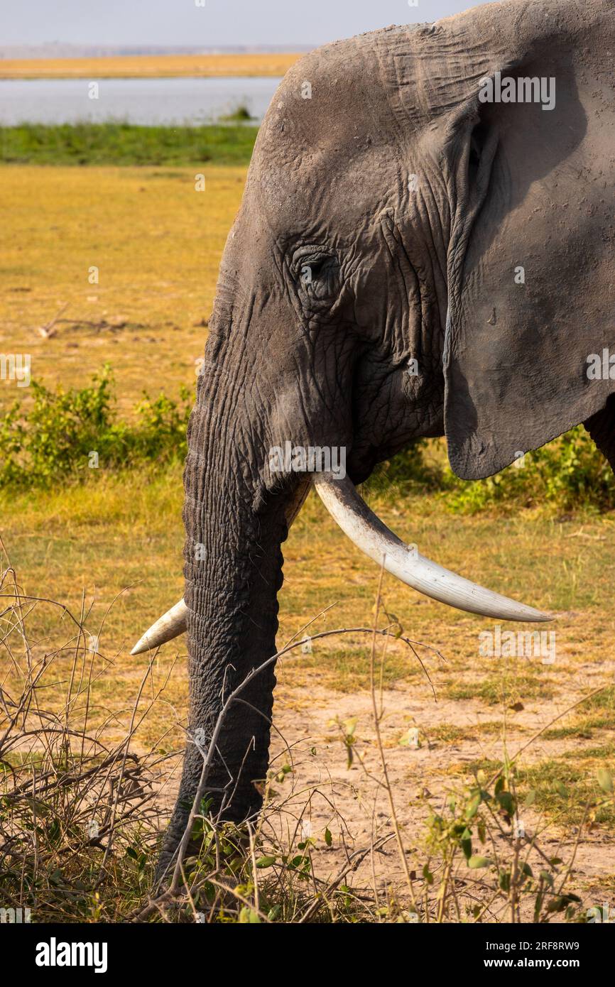An elephant with one task facing backwards at Amboseli National Park ...