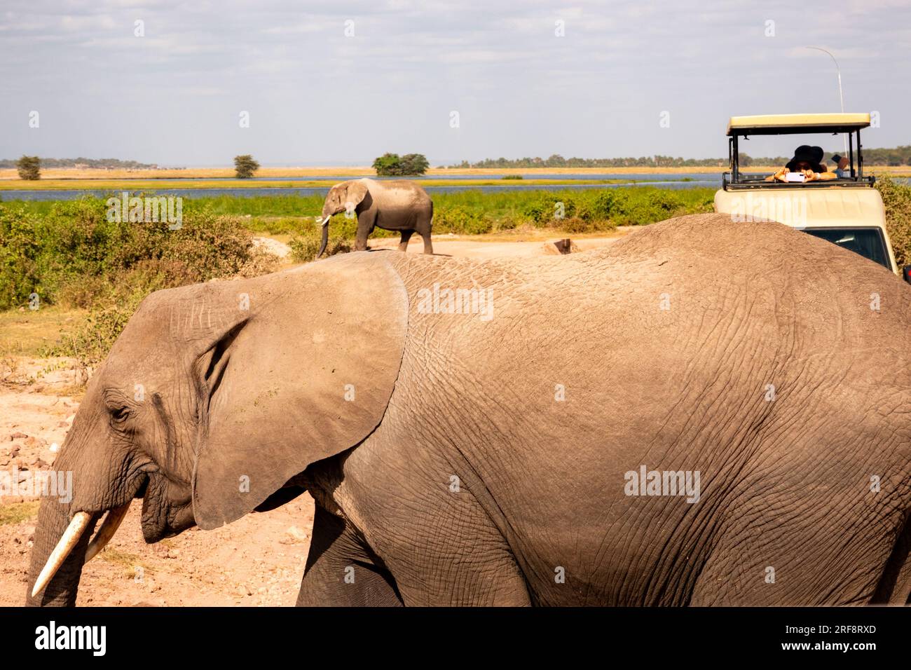 A herd of elephants amidst safari vehicles in the wild at Amboseli ...