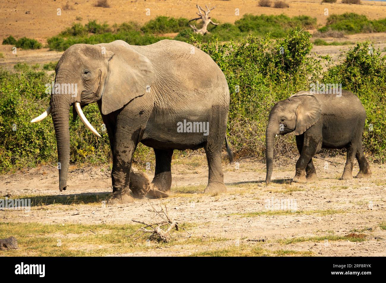 A pregnant elephant walking with a calf at Amboseli National Park ...