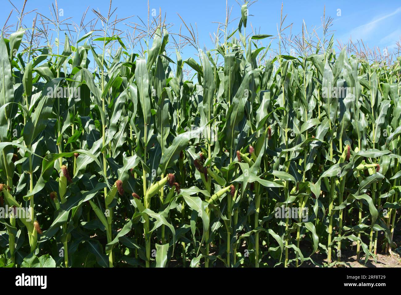 In the summer, corn ripens on the farm field Stock Photo - Alamy