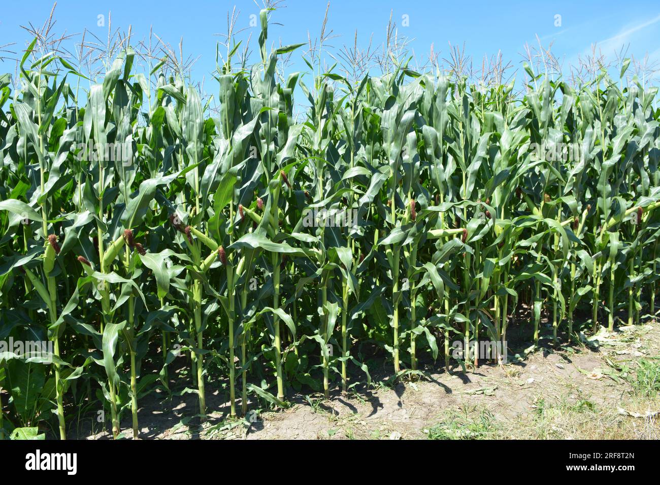In the summer, corn ripens on the farm field Stock Photo - Alamy