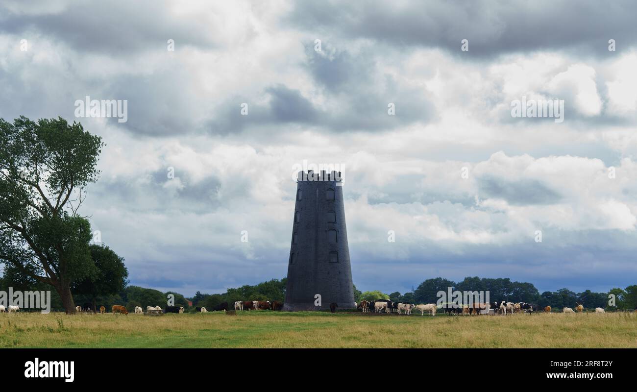 Cows grazing alongside the Black Mill on the Beverley Westwood ...