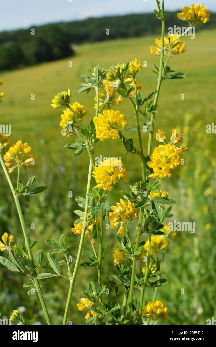 Alfalfa sickle (Medicago falcata) blooms in nature Stock Photo - Alamy