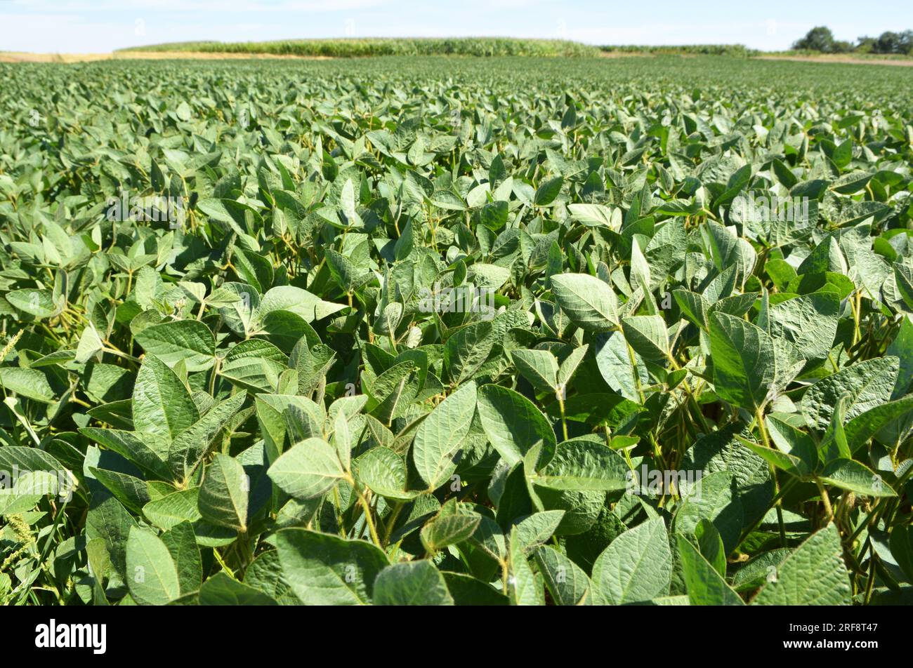 In the middle of the summer on a farm field growing soybeans Stock ...