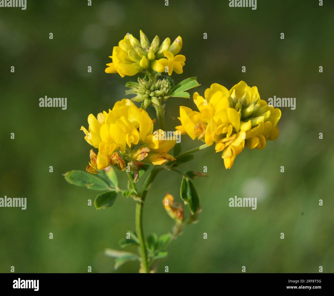 Alfalfa sickle (Medicago falcata) blooms in nature Stock Photo - Alamy