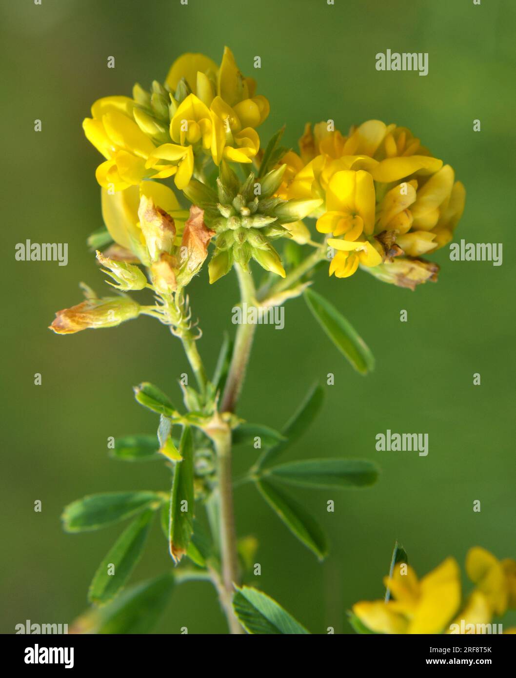 Alfalfa sickle (Medicago falcata) blooms in nature Stock Photo - Alamy