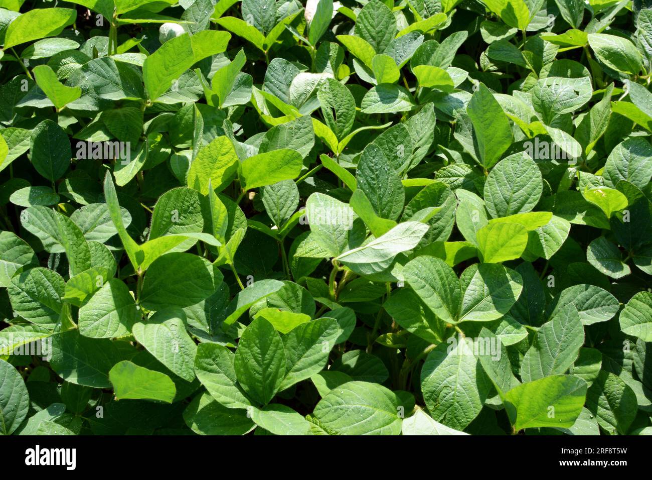 Green cultivated soybean plants in hi-res stock photography and images ...