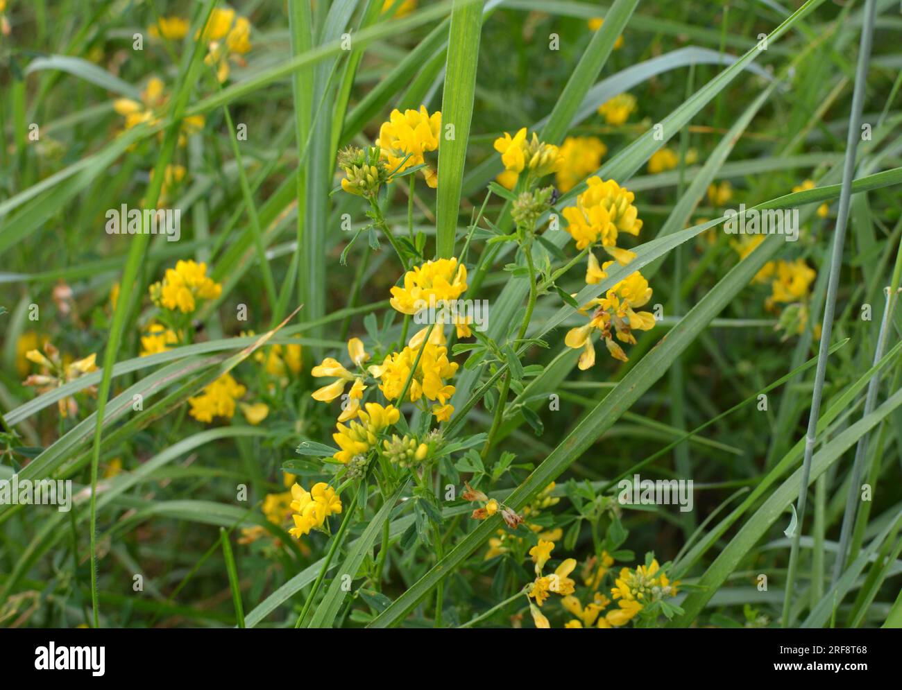 Alfalfa sickle (Medicago falcata) blooms in nature Stock Photo - Alamy