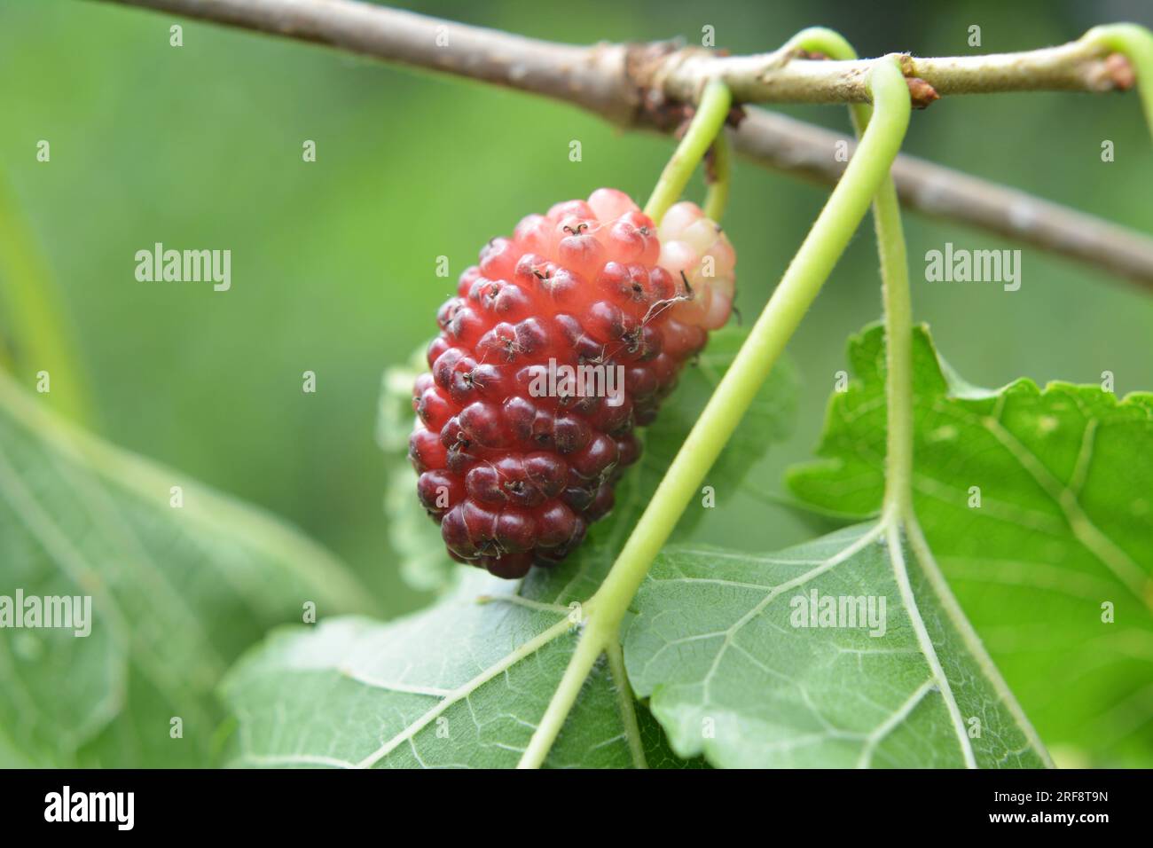 Close up of black mulberry berries (Morus nigra) ripen on a tree branch ...
