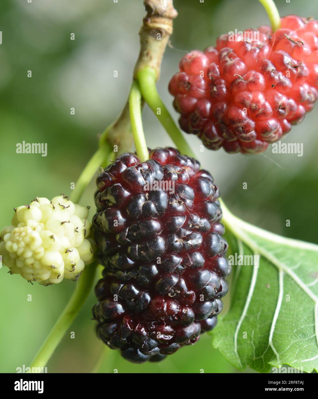 Close up of black mulberry berries (Morus nigra) ripen on a tree branch ...