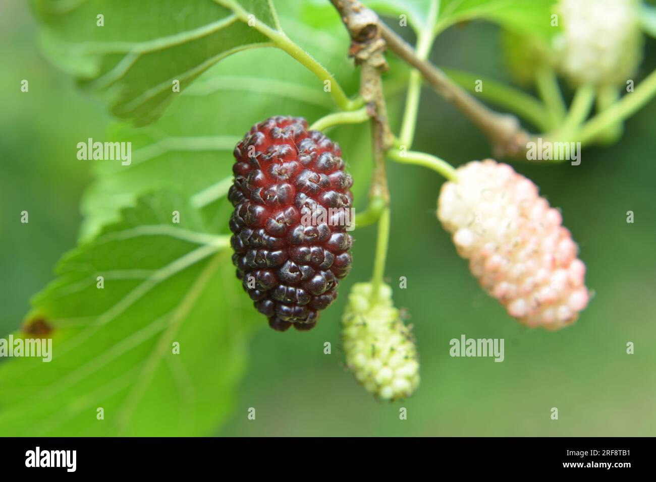 Close up of black mulberry berries (Morus nigra) ripen on a tree branch ...