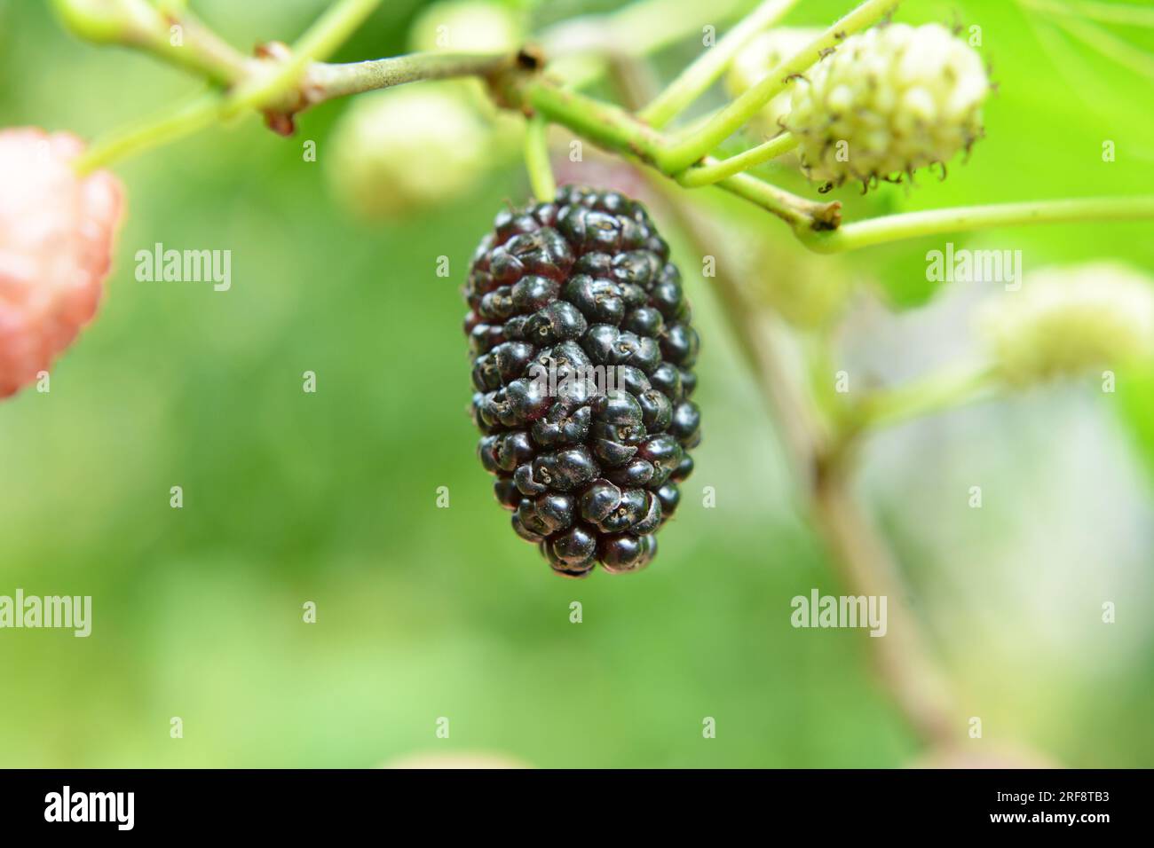 Close up of black mulberry berries (Morus nigra) ripen on a tree branch ...