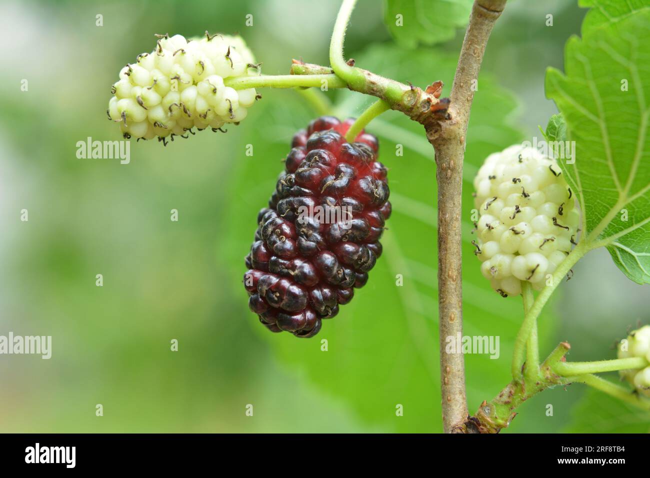 Close up of black mulberry berries (Morus nigra) ripen on a tree branch ...