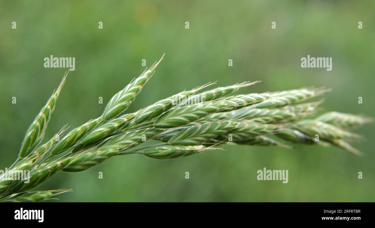Bromus (grass) grows in the pasture among wild meadow grasses Stock ...