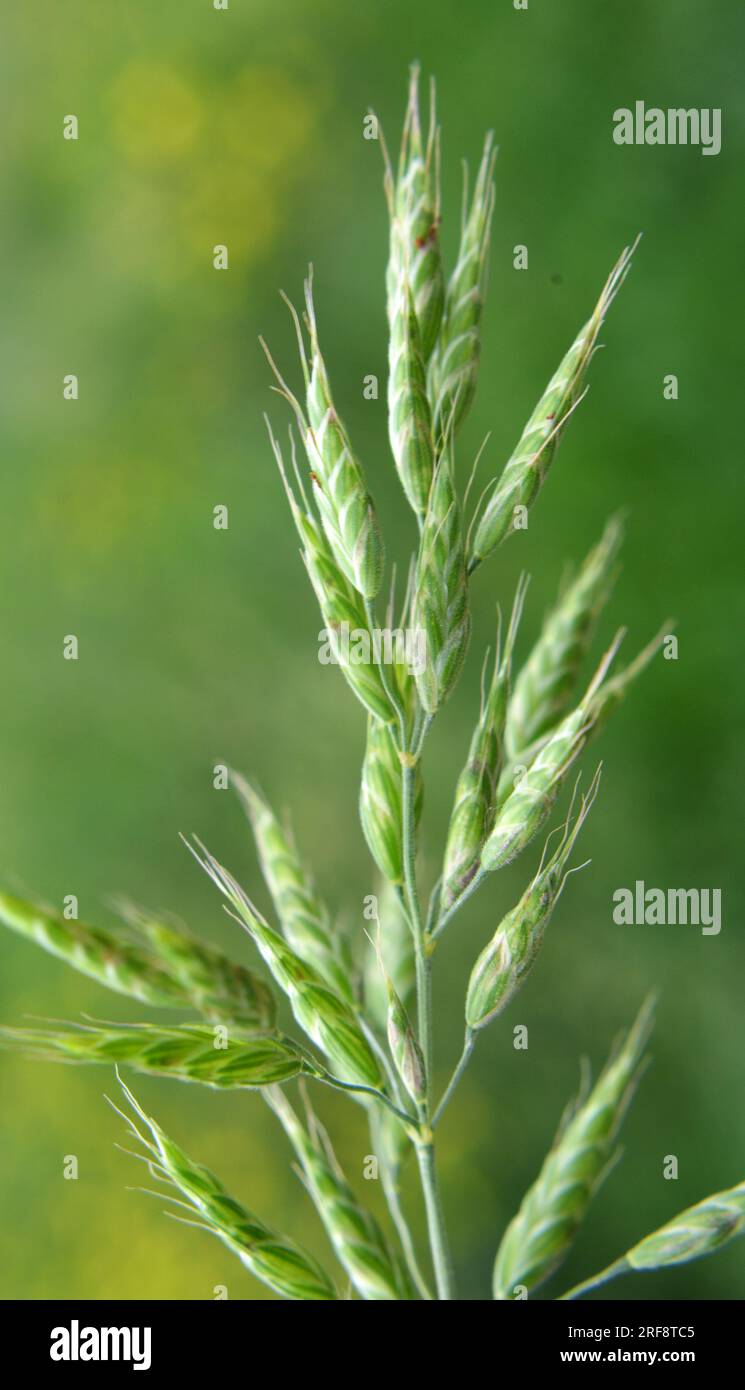 Bromus (grass) grows in the pasture among wild meadow grasses Stock ...