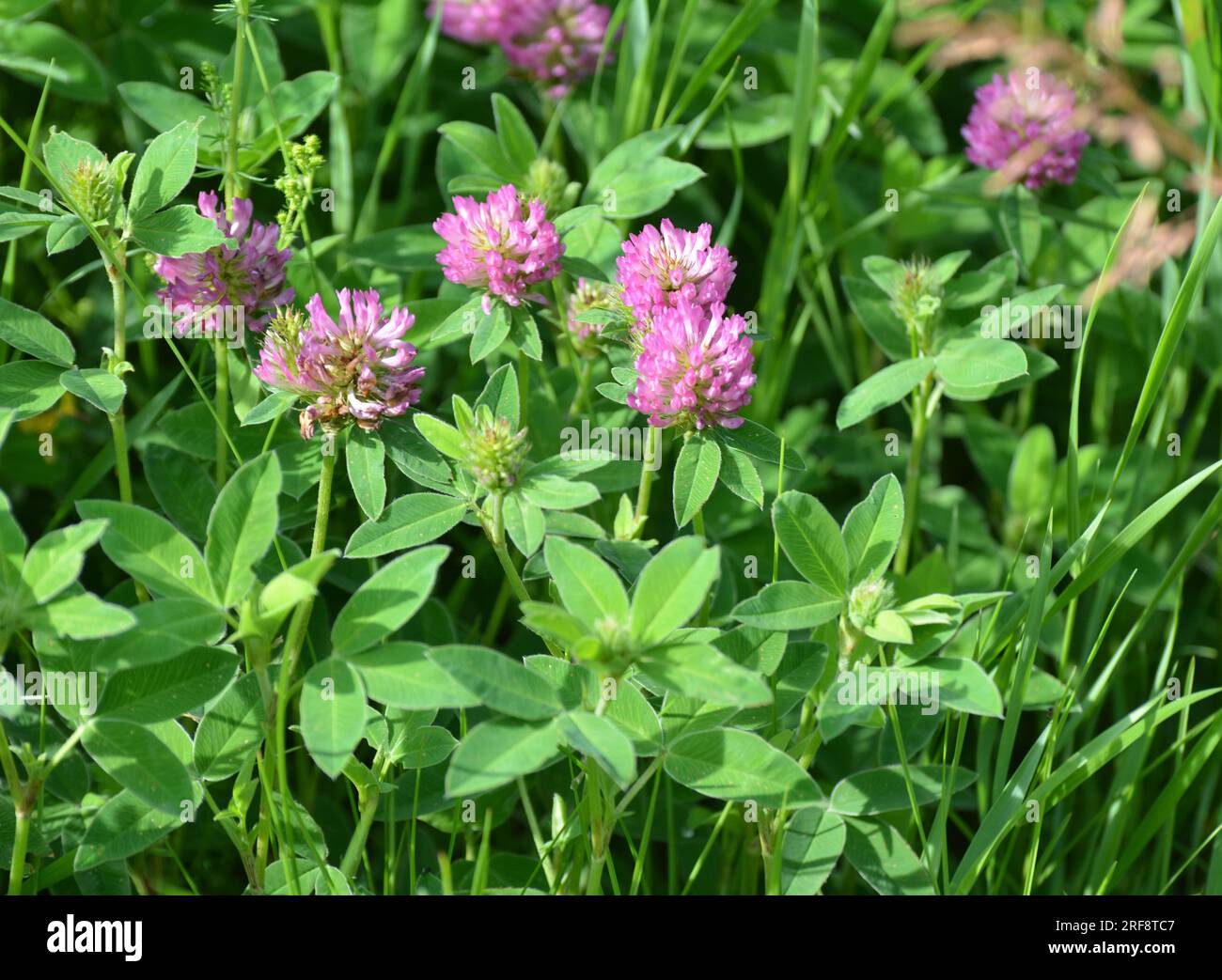 In the meadow, among the wild grasses blooms clover (Trifolium medium Stock Photo - Alamy
