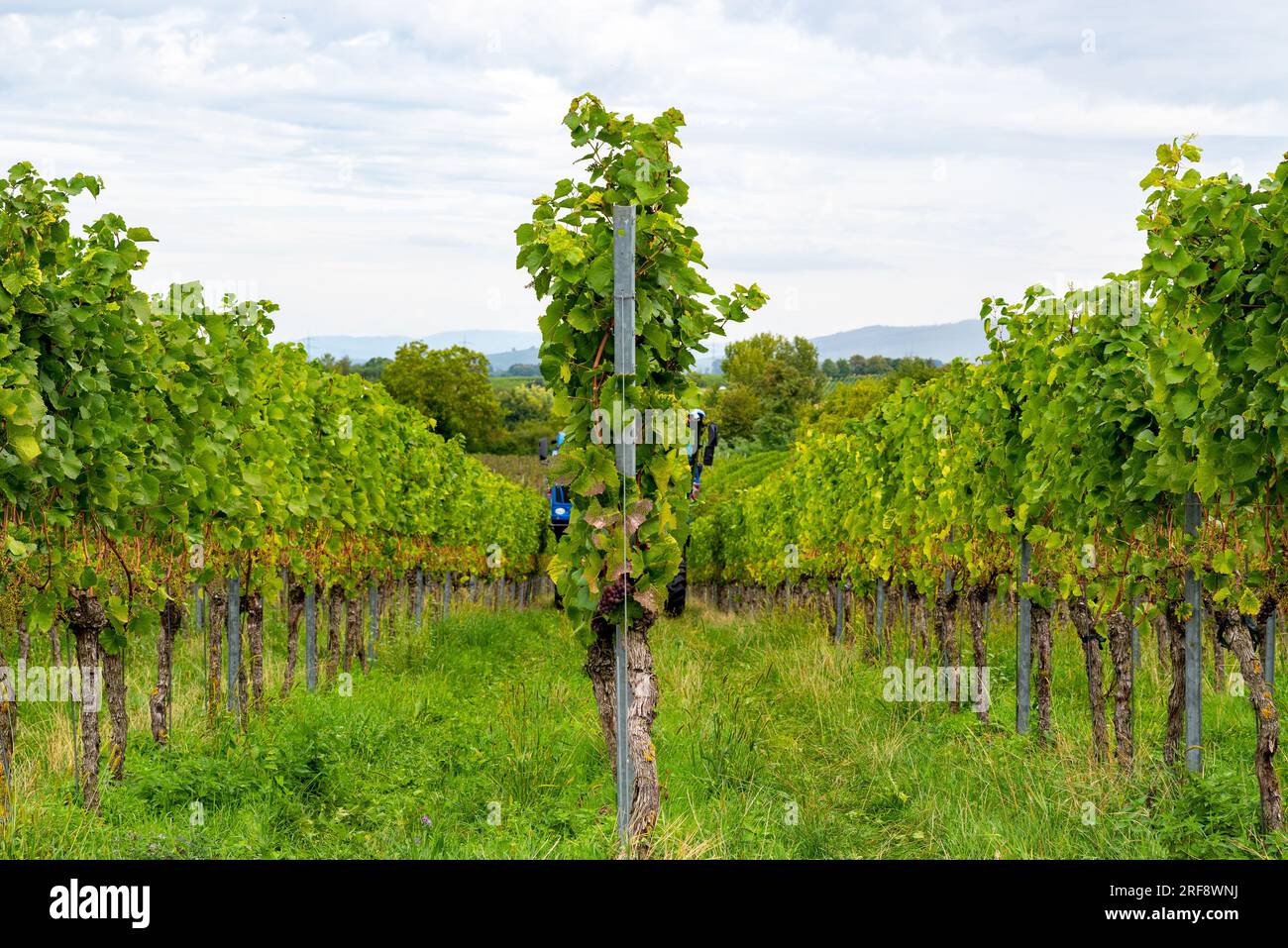 Grape harvest in the vineyards near Heitersheim im Breisgau, Germany ...