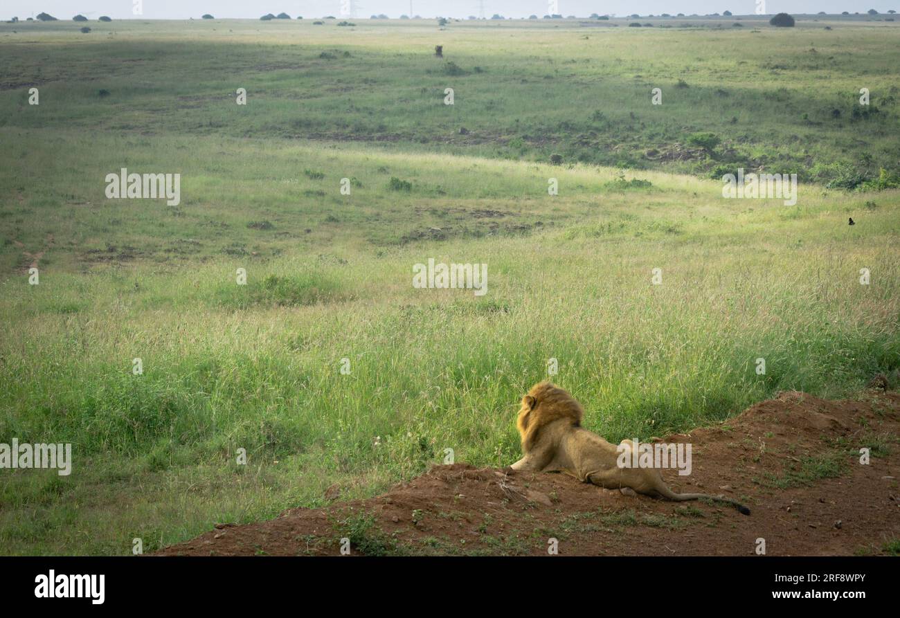 Looking out over the savanna hi-res stock photography and images - Alamy