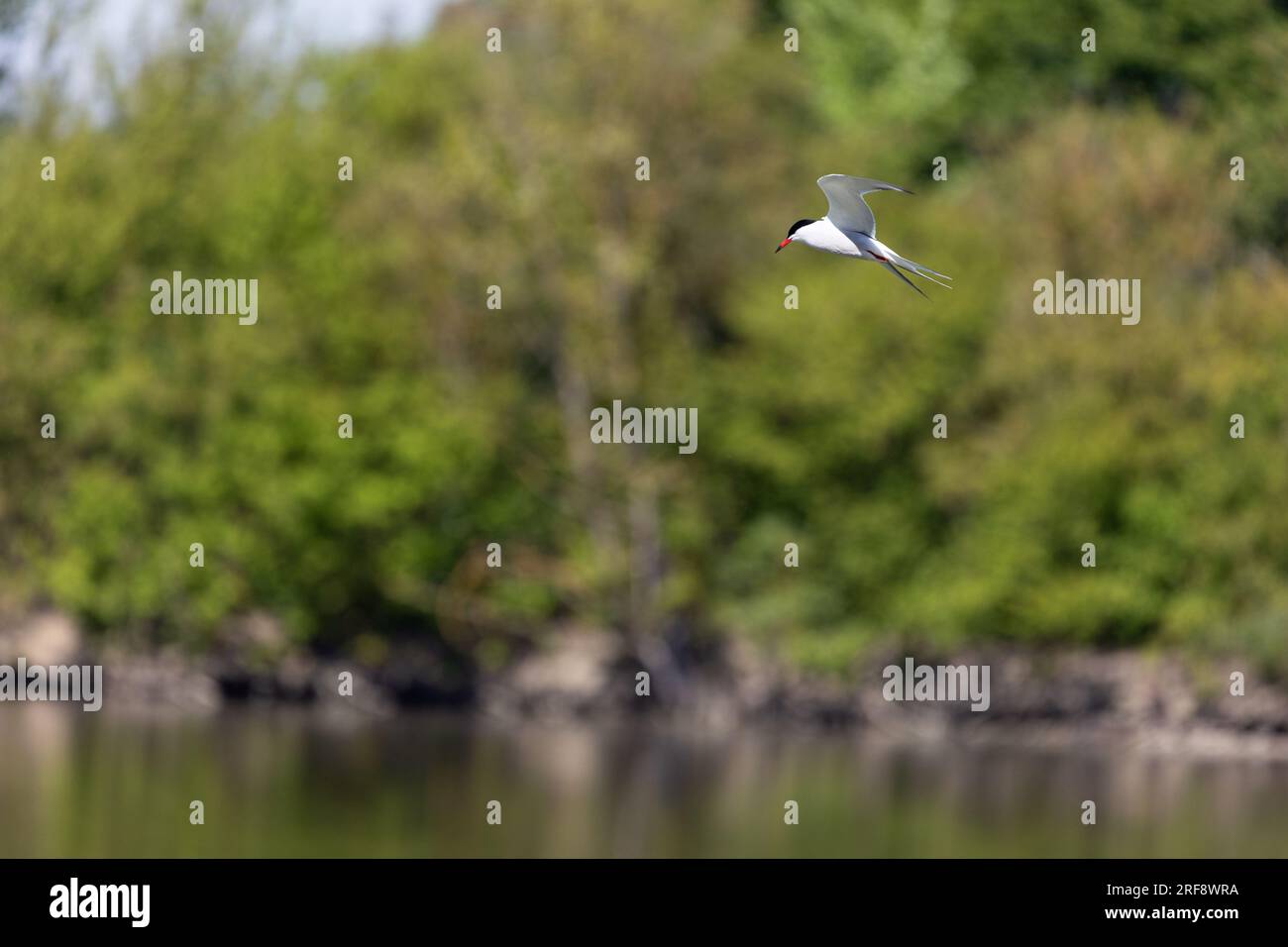 Uccello e becco hi-res stock photography and images - Alamy