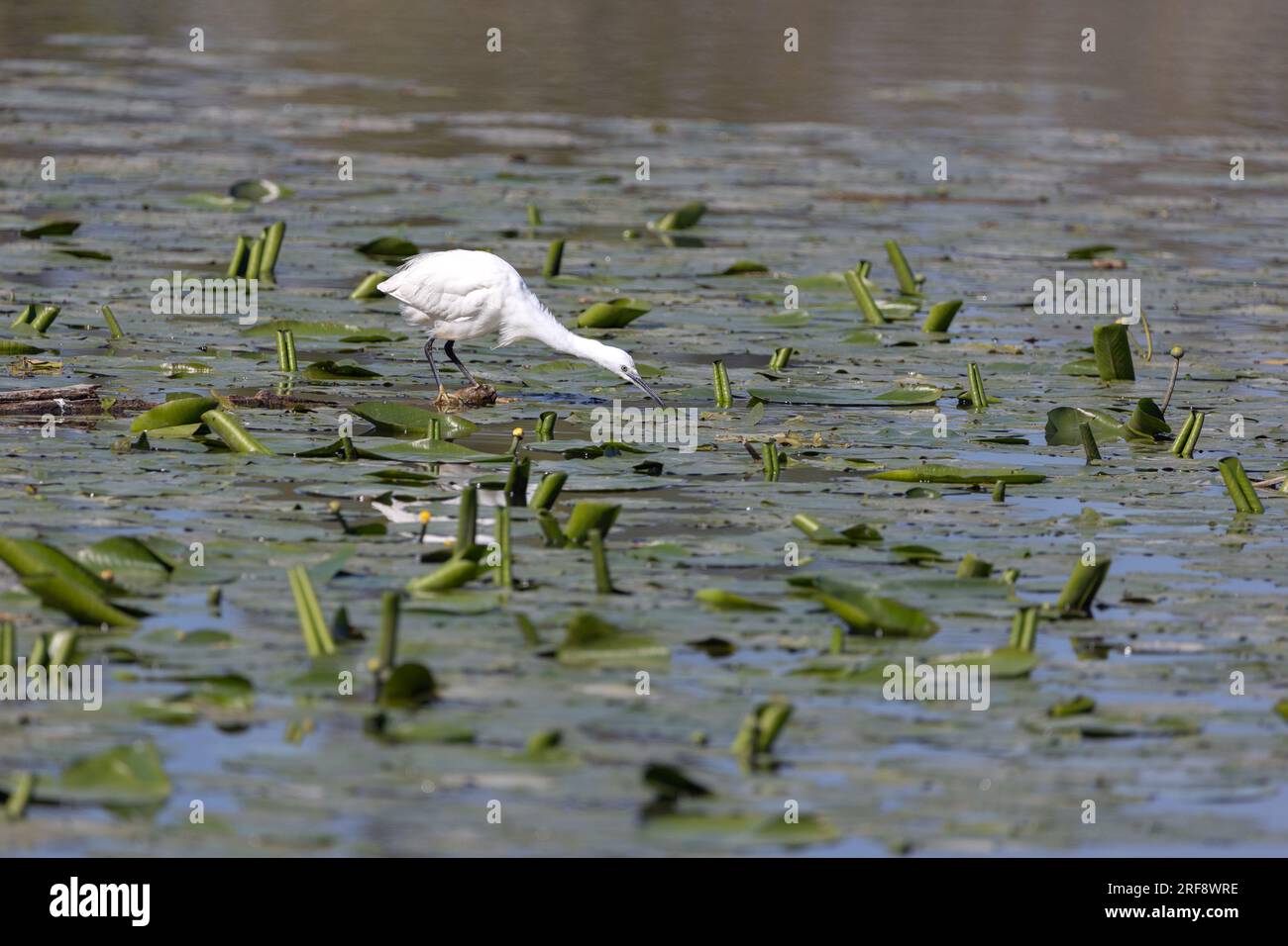 Uccello e becco hi-res stock photography and images - Alamy
