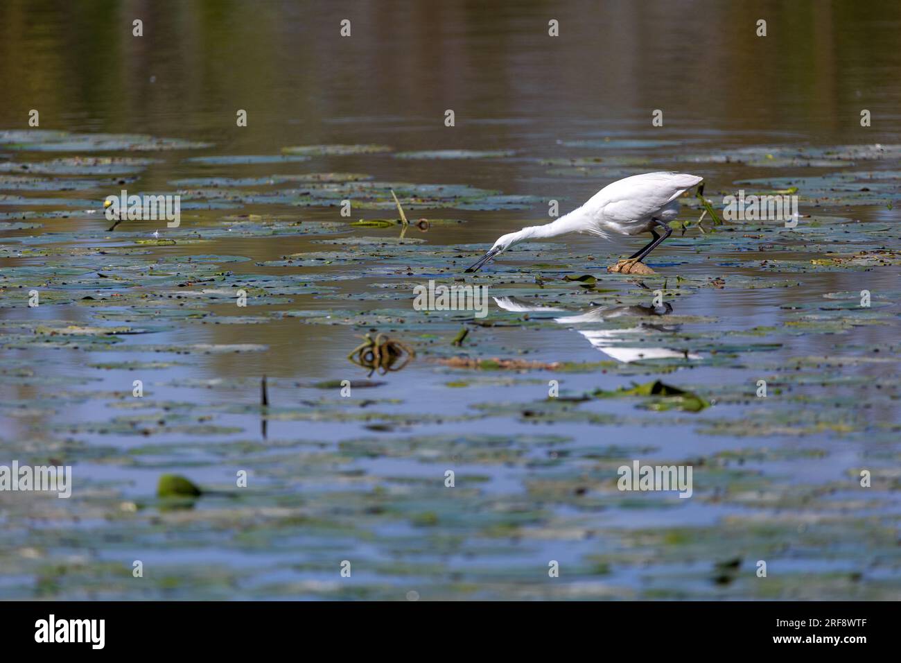 Uccello e becco hi-res stock photography and images - Alamy