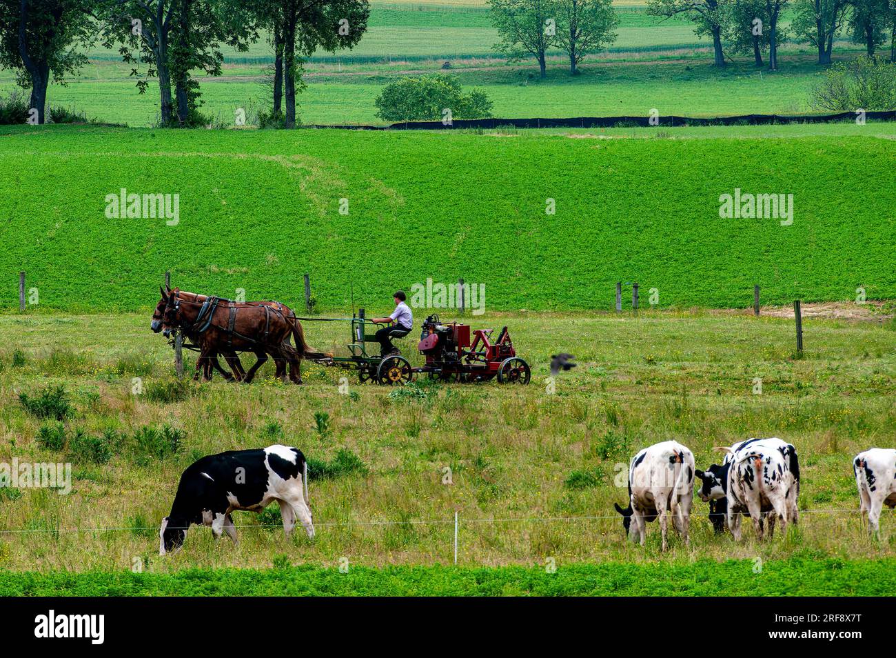 Three horses pulling hi-res stock photography and images - Alamy